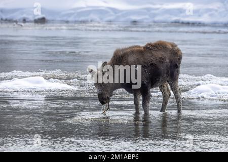 Moose on a Frozen river in Idaho in Winter Stock Photo - Alamy