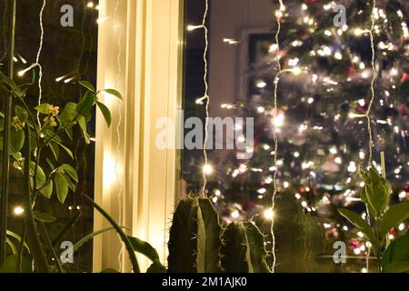 beautiful interior plants illuminated by glowing Christmas and holiday ...