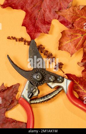 Fall garden pruners and maple leaves suggest autumn chores Stock Photo ...