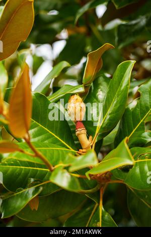 Magnolia tree with cone shaped fruit, Santa Margherita Ligure, Northern ...