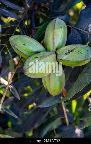 Plantation of pecan nut trees near Paphos with green unripe nuts ...