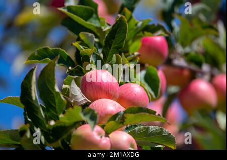 Fruit orchard on Cyprus with apple trees with small red fruits Stock ...