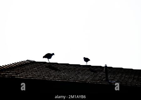 Silhouette of an Australian Masked Lapwings (Vanellus miles) in Sydney ...