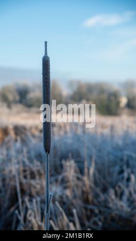 Green vegetation and other objects covered with frost , after frost in ...