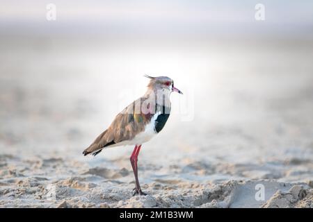 A closeup of a Southern lapwing standing on a white sand with blurred ...