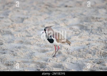 A closeup of a Southern lapwing standing on a white sand with blurred ...