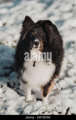 Sheltie outdoors in winter Stock Photo - Alamy