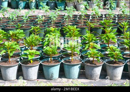 Save Download Preview Seedlings Cockcomb ( Celosia argentea L ) in pot ...