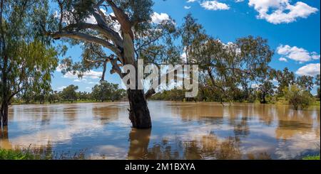 Sept 2022:The Barwon River weir and fish traps near the town of ...