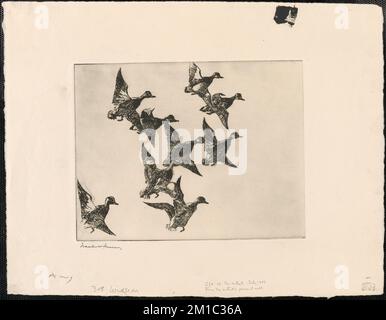 Widgeon , Ducks, Flying, Anas. Frank W. Benson (1862-1951). Prints and ...