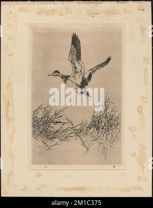 Widgeon rising , Ducks, Flying, Grasses, Anas. Frank W. Benson (1862 ...