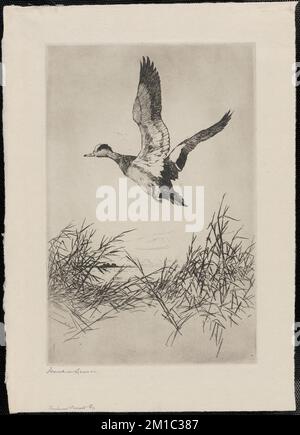 Widgeon , Ducks, Flying, Anas. Frank W. Benson (1862-1951). Prints and ...