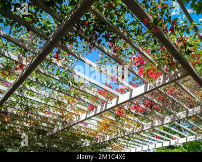 Flowers decoration on wooden pergola roof. Landscape home design ...