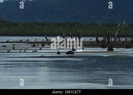 The very end of Rambungan beach- various tree stumps and it mountain ...