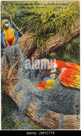 A colorful Macaw family in Florida , Tichnor Brothers Collection ...