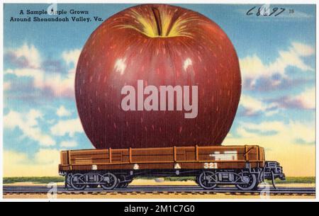 A sample apple grown around Shenandoah Valley, Va. , Tichnor Brothers ...