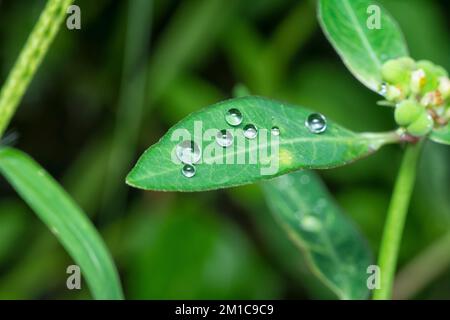 tiny water droplets on euphorbia heterophylla leaves Stock Photo - Alamy
