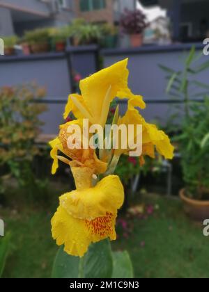 beautiful yellow-colored canna indica lily flower plant Stock Photo - Alamy
