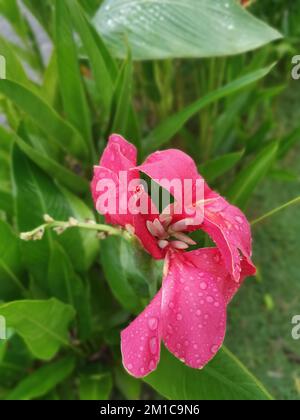 beautiful red-colored canna indica lily flower plant Stock Photo - Alamy