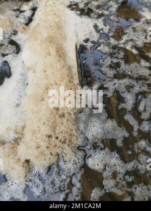 white brownish foam line surfacing on the farm drainage river Stock ...