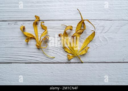 Yellow cannabis leaves on cannabis stems. Nutrient Deficiencies In ...