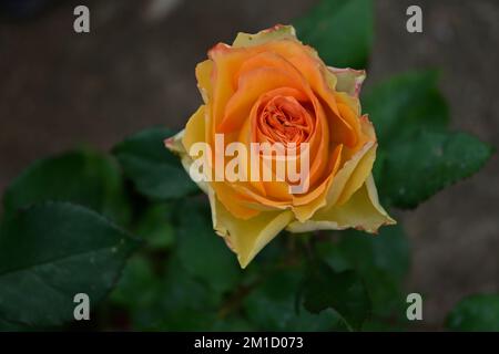 Beautiful rose and orange roses in garden. Blooming roses. Orange roses ...