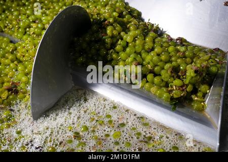 Harvested Silvaner grapes are getting transported by a conveyor screw ...