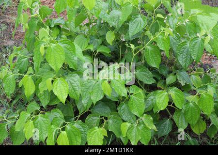 spice and tasty piper chaba leaf on tree in farm for harvest Stock ...