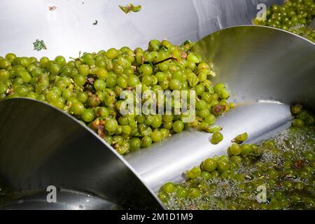 Harvested Silvaner grapes are getting transported by a conveyor screw ...