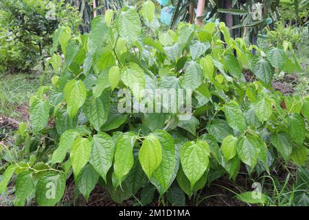 spice and tasty piper chaba leaf on tree in farm for harvest Stock ...