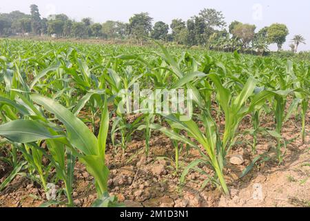 green colored maize farm on field for harvest are cash crops Stock ...