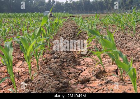 green colored maize farm on field for harvest Stock Photo - Alamy