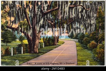N-831. Moss covered Oak trees shading a Southern highway , Roads ...