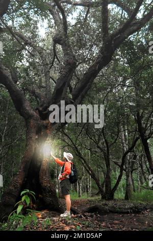 Female ecologist studying plants in the forest touching the trunk with ...