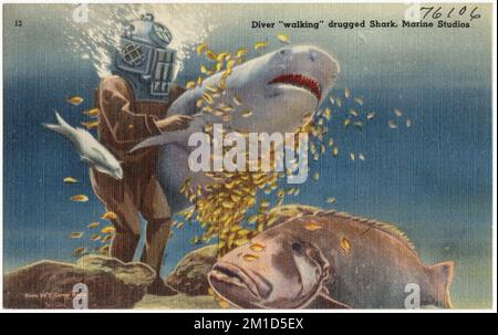 Diver 'walking' drugged shark, Marine Studios , Sports & recreation ...