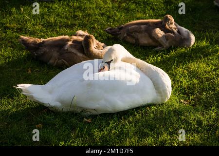 A white swan with two grey young swans is resting on a meadow Stock ...