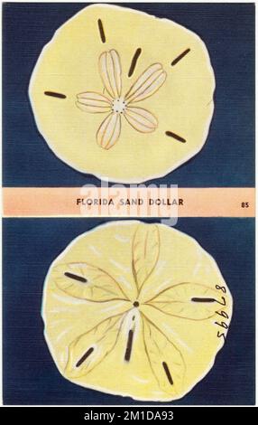 Florida sand dollar , Tichnor Brothers Collection, postcards of the ...