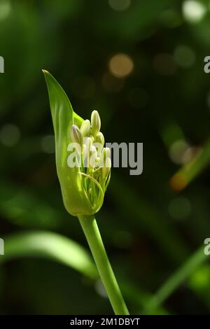 Easter Lily Flower Buds, Lilium longiflorum, Liliaceae. UK. A species ...
