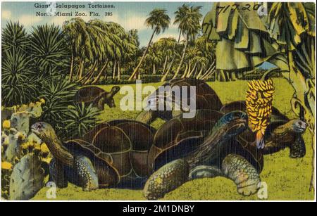 Giant Galapagos tortoises, North Miami Zoo, Florida , Tichnor Brothers ...