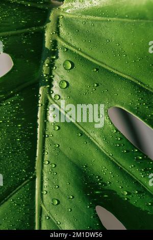 Monstera leaf close-up under sunlight Stock Photo - Alamy