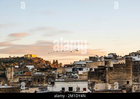 Old historic town of Fez with flock of birds flying toward sunset ...
