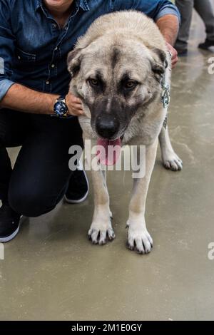 Turkish breed shepherd dog Kangal as livestock guarding dog Stock Photo ...