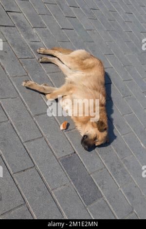 Homeless stray dogis in the street as lonely concept Stock Photo - Alamy