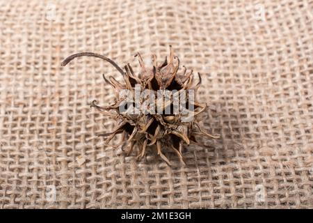Pod, cone or capsule on a background Stock Photo - Alamy