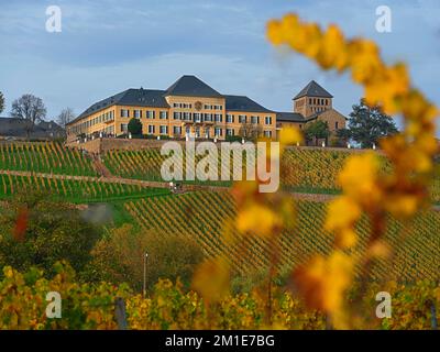 Johannisberg Castle, Winery, Riesling Cultivation, Geisenheim, Rheingau ...