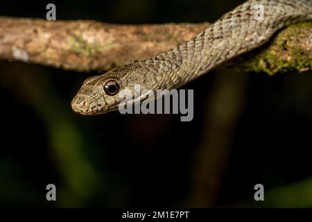 Poison snake (Ithycyphus miniatus), Marojejy National Park, Madagascar ...