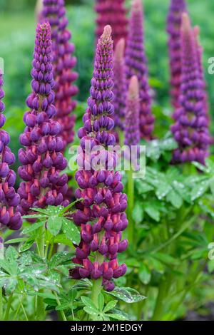 Lupinus 'Masterpiece', lupin 'Masterpiece' perennial, spikes of red ...