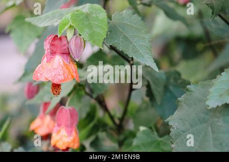 A closeup shot of the Chinese lantern abutilon plant in the garden ...