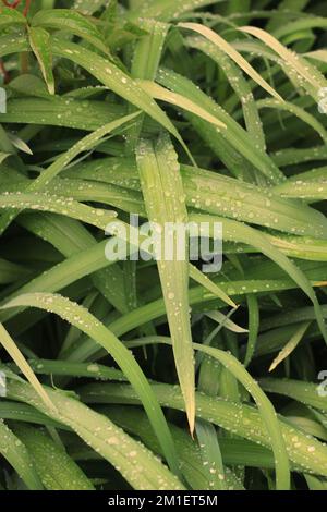 Raindrops falling on blades of green grass and plant leaves Stock Photo ...