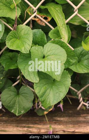 Typical vintage and rusty chain link fence with plants growing next to ...